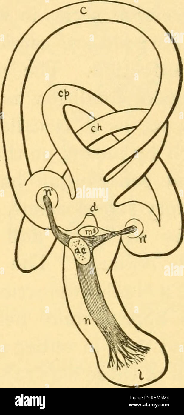Cristae hi-res stock photography and images - Alamy