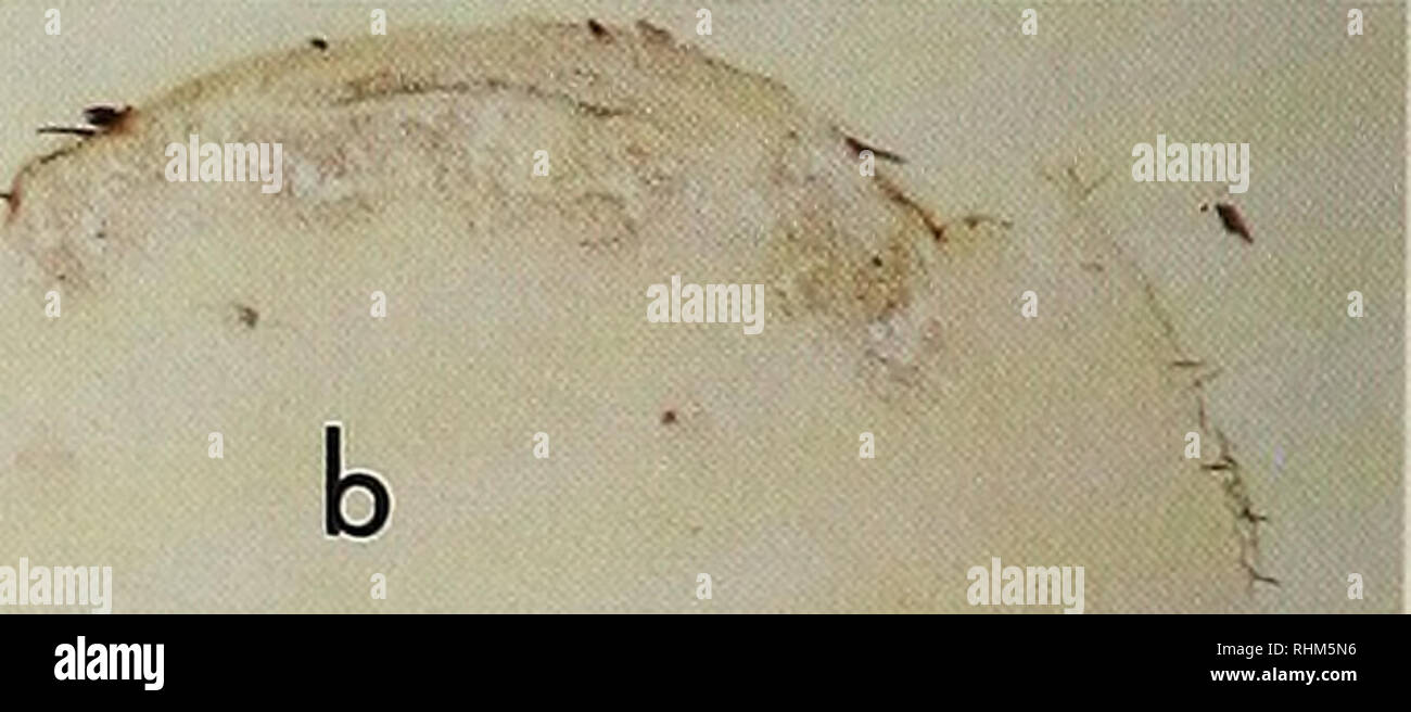 . The Biological bulletin. Biology; Zoology; Marine biology. fb. J^ n 1 ...