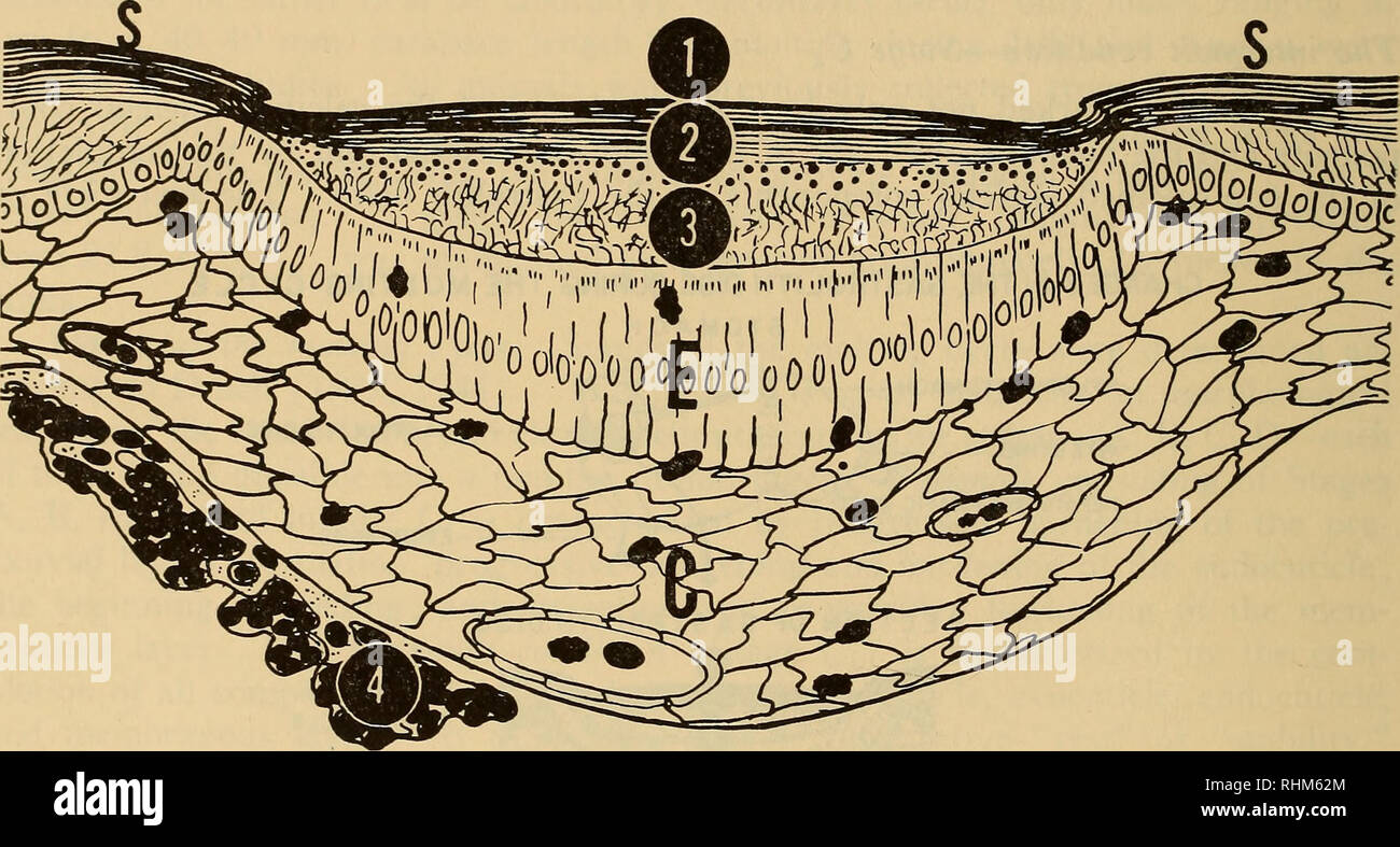 Hemocoel hi-res stock photography and images - Alamy