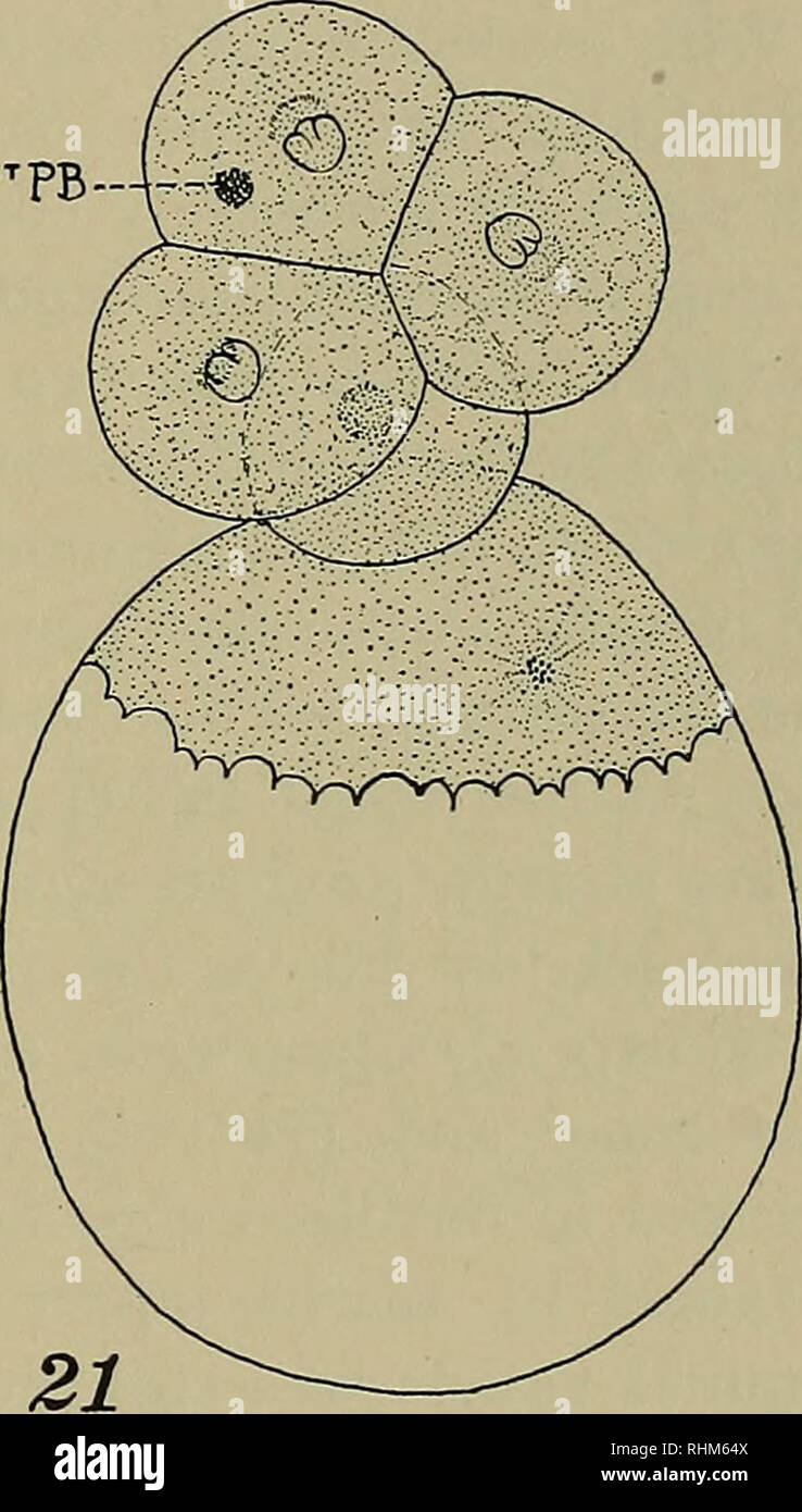 Different maturation stage hi-res stock photography and images - Alamy