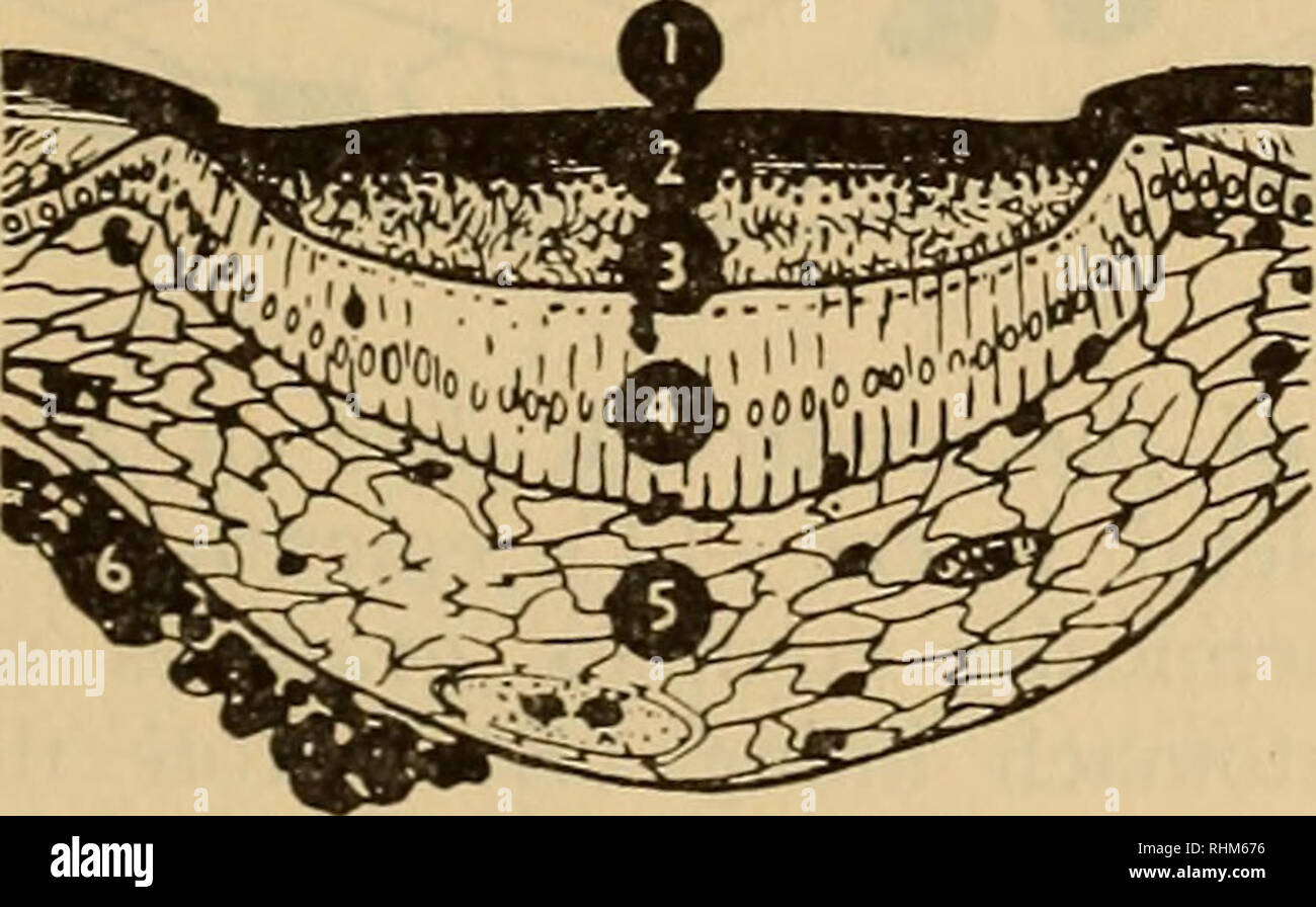 . The Biological bulletin. Biology; Zoology; Marine biology. PYLORIC ...