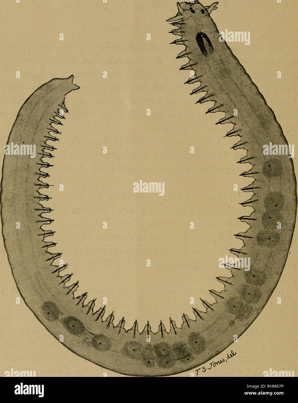 . The Biological bulletin. Biology; Zoology; Marine biology. 372 ...