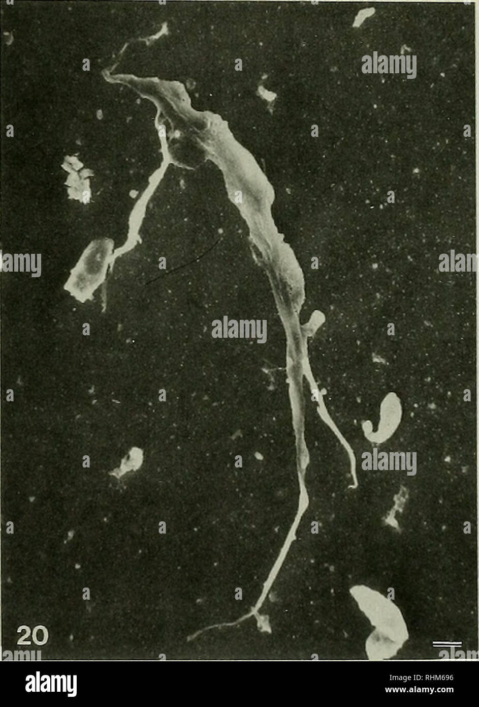 . The Biological bulletin. Biology; Zoology; Marine biology. 9 QH ...