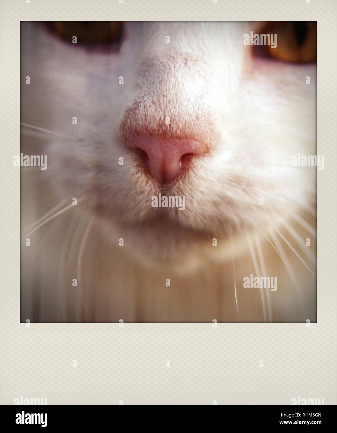 Polaroid effect. Cat face close up Stock Photo - Alamy