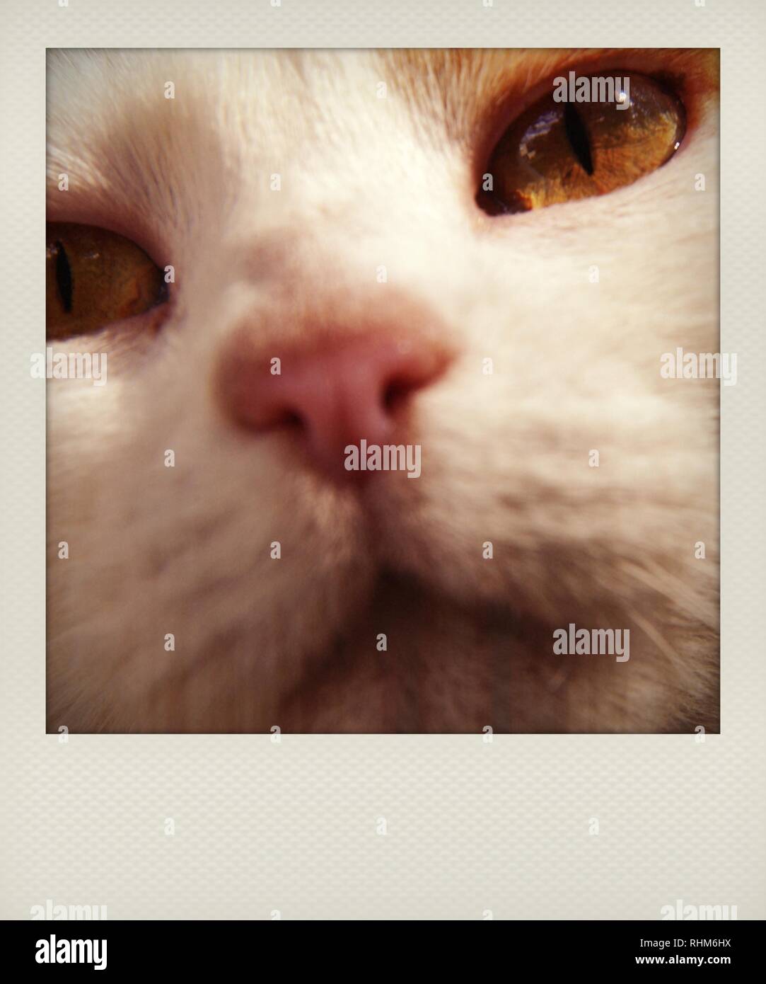 Polaroid effect. Cat face close up Stock Photo - Alamy