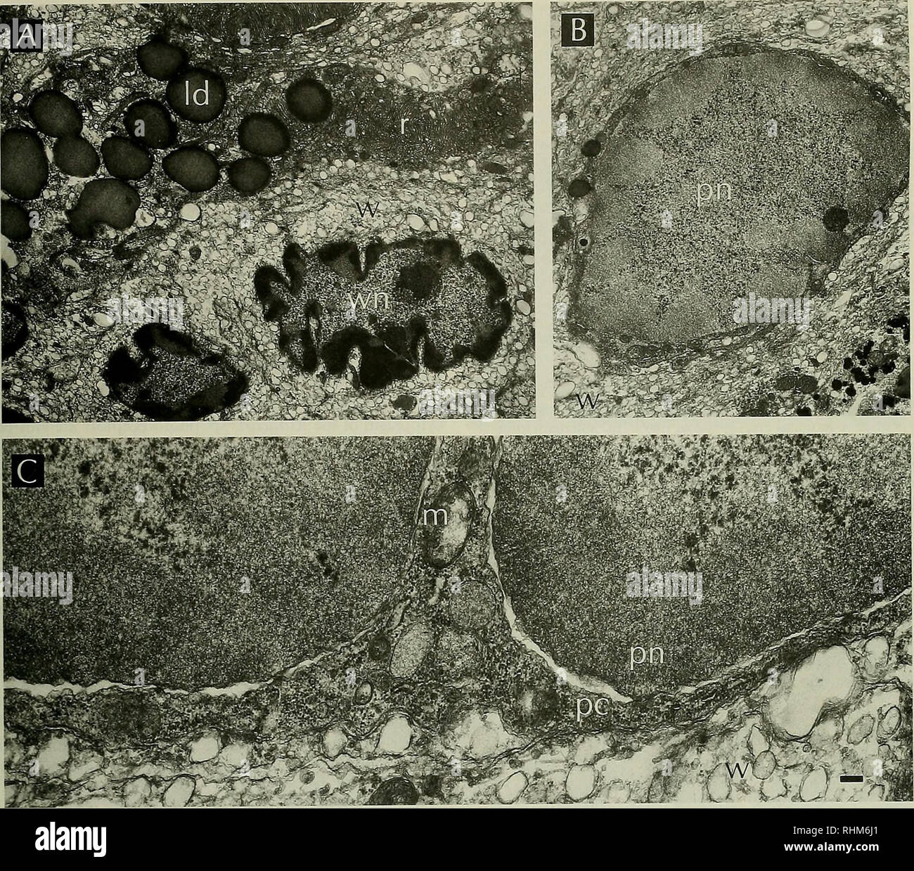 . The Biological bulletin. Biology; Zoology; Marine biology. THE EYE OF ...