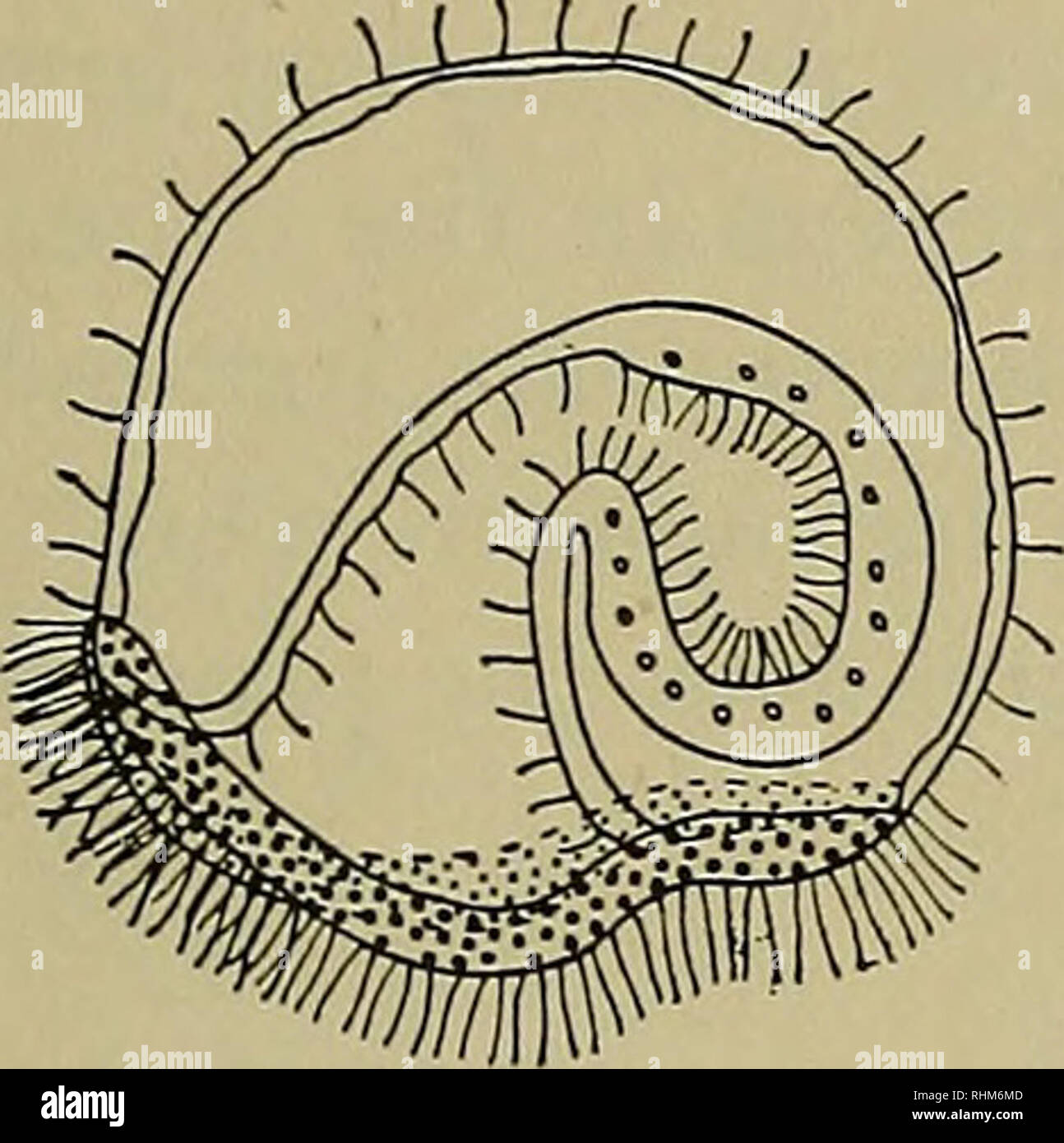 . The Biological bulletin. Biology; Zoology; Marine biology ...