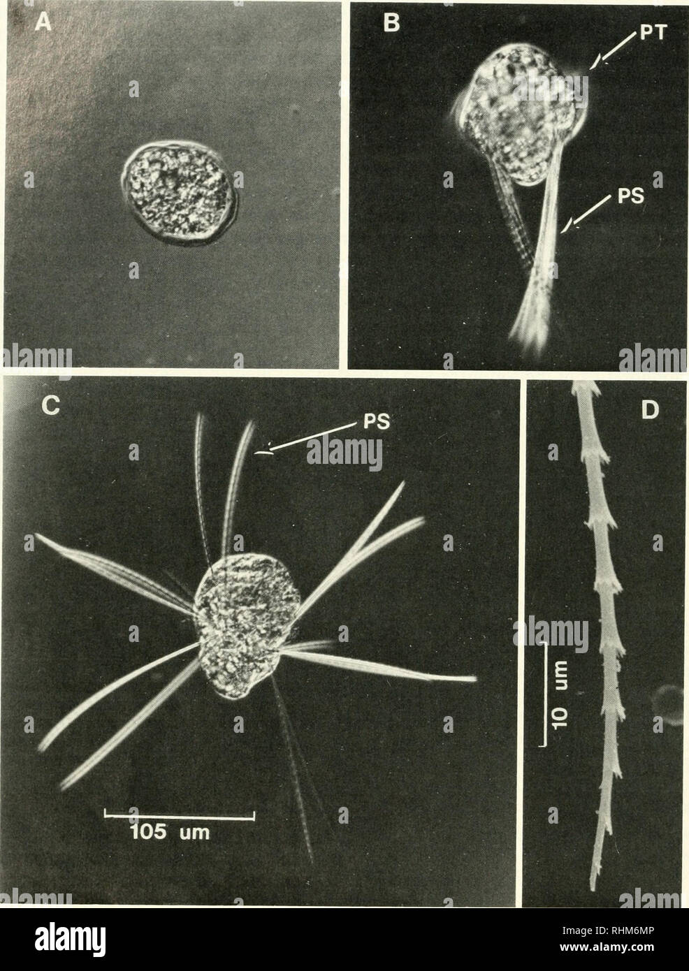 . The Biological bulletin. Biology; Zoology; Biology; Marine Biology ...
