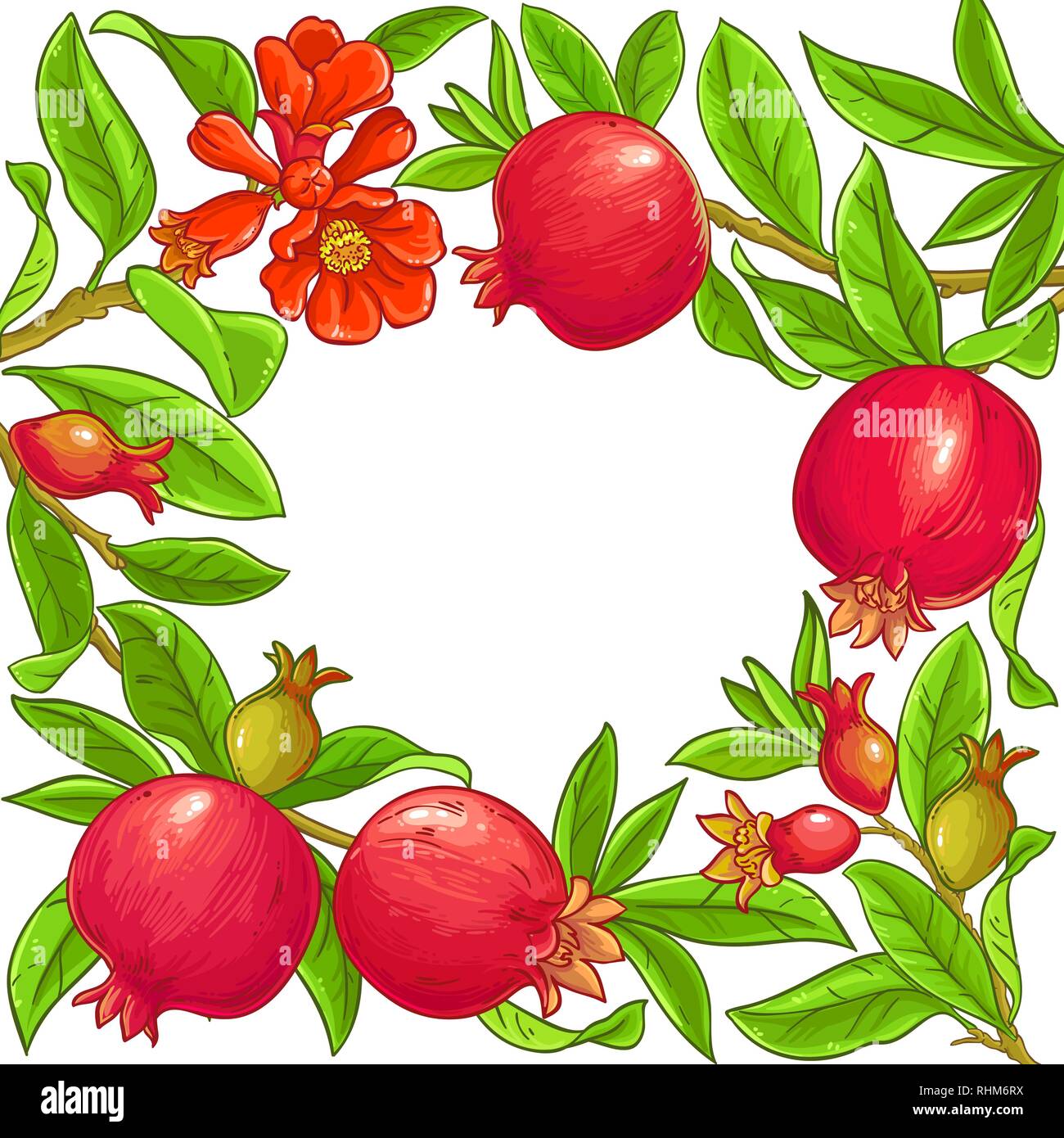 pomegranate vector frame on white background Stock Vector Image & Art ...