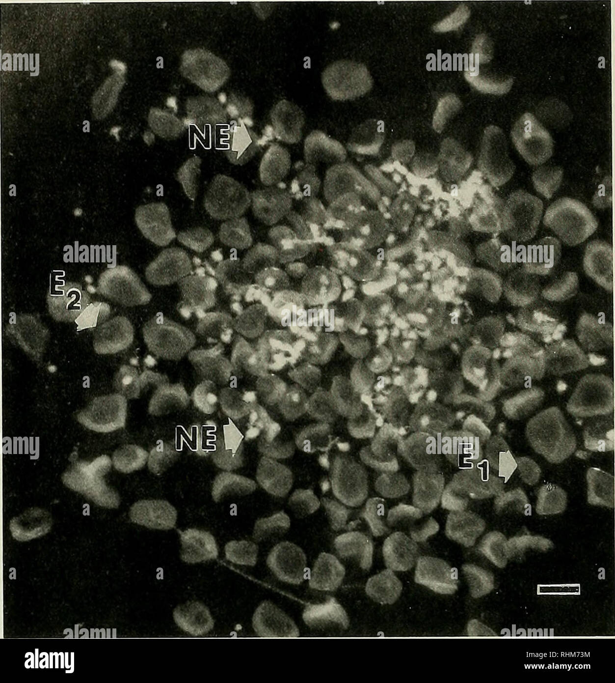 . The Biological bulletin. Biology; Zoology; Marine biology. 90 M. E ...