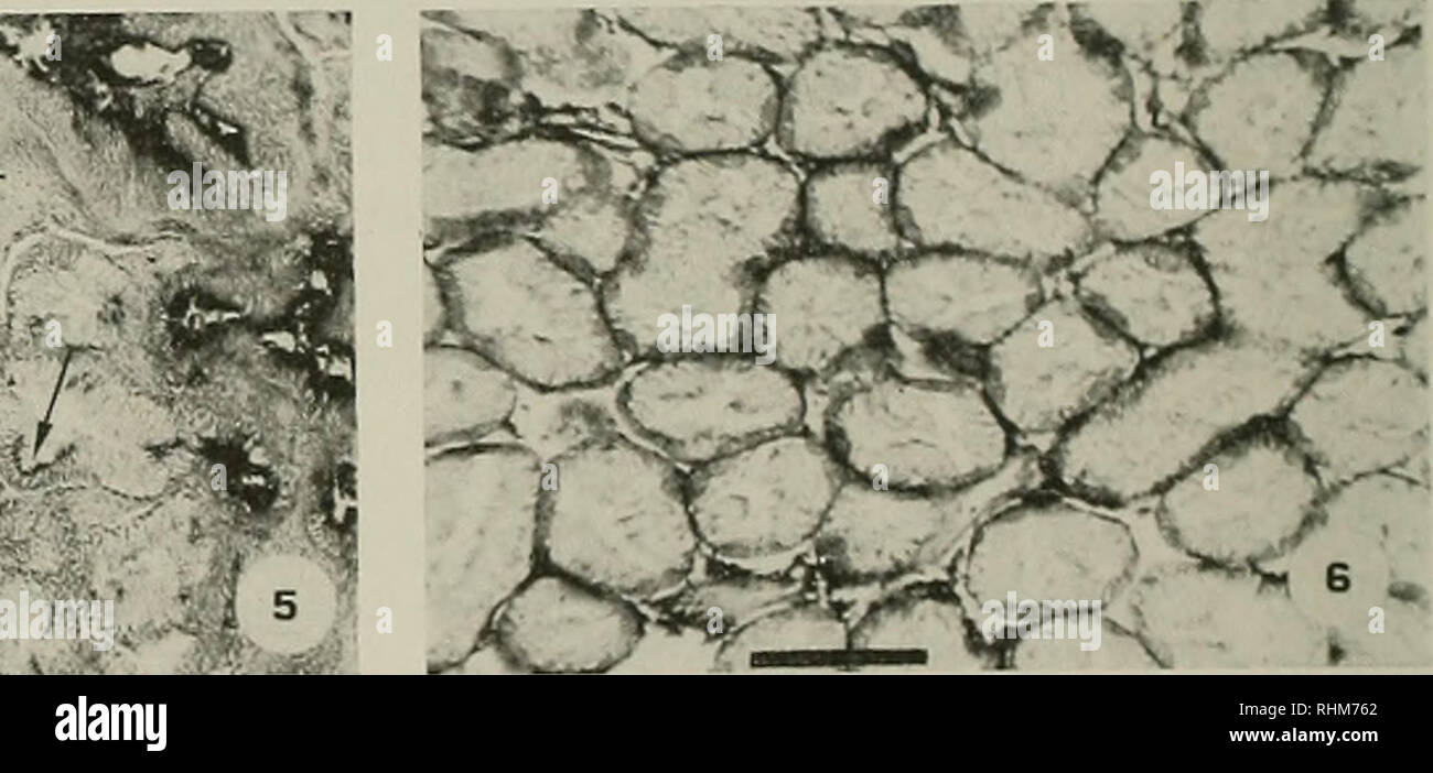 . The Biological bulletin. Biology; Zoology; Marine biology.