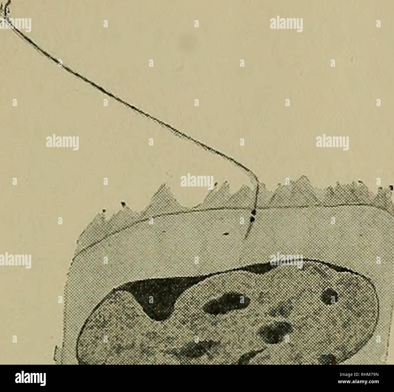 . The Biological bulletin. Biology; Zoology; Marine biology. CENTRIOLES ...