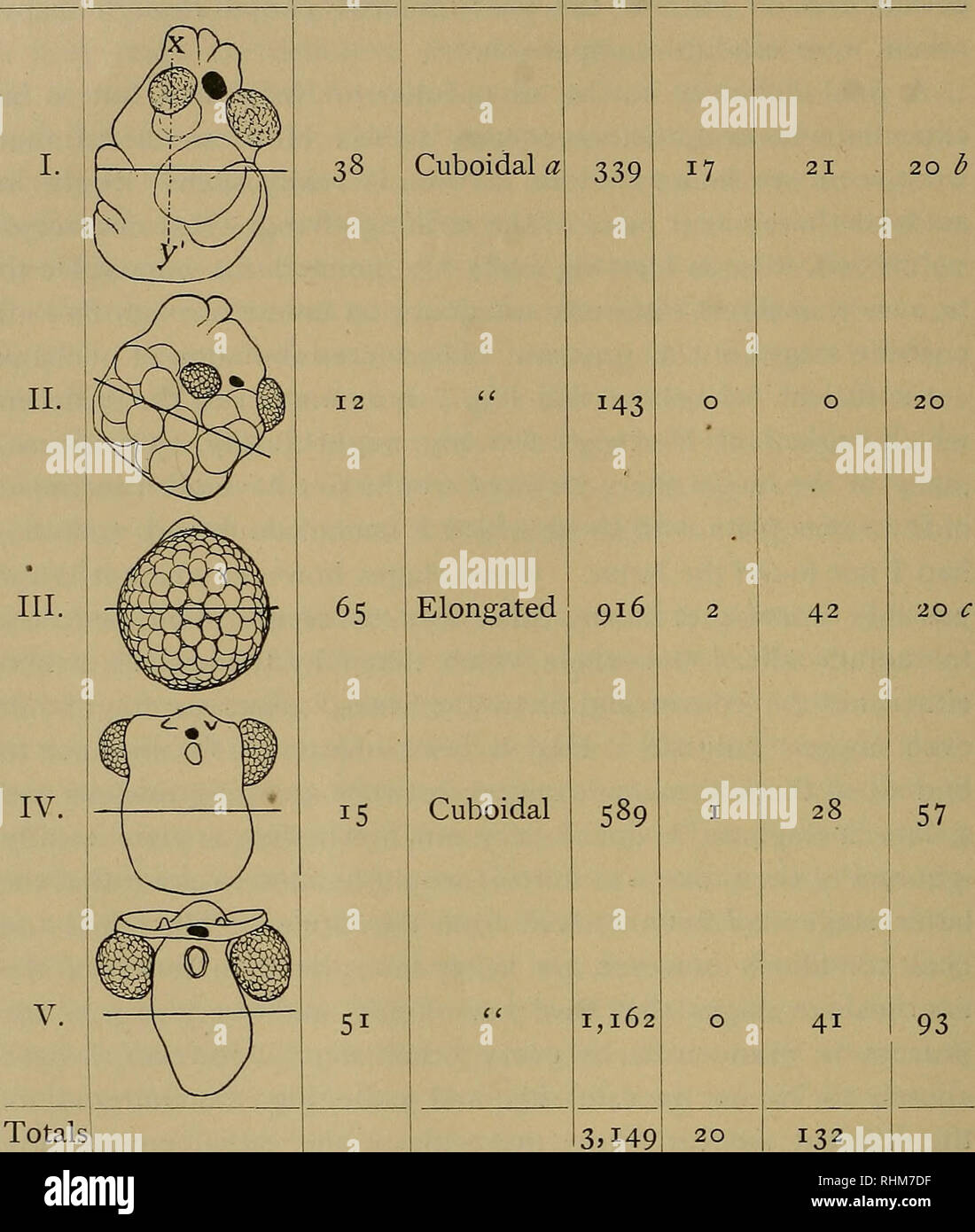 . The Biological bulletin. Biology; Zoology; Marine biology. 234 O. C ...