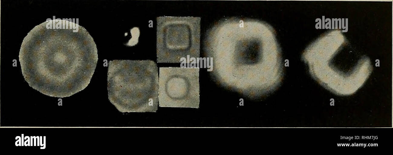 . The Biological bulletin. Biology; Zoology; Marine biology ...