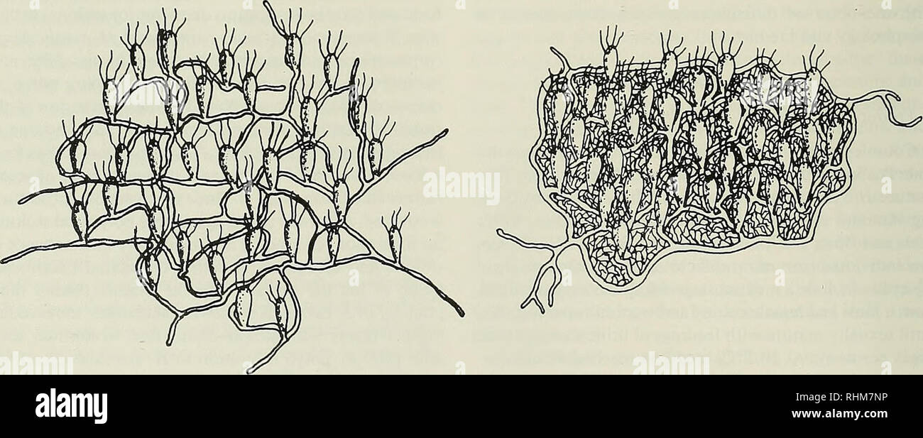 Colony of hydroids hi-res stock photography and images - Alamy