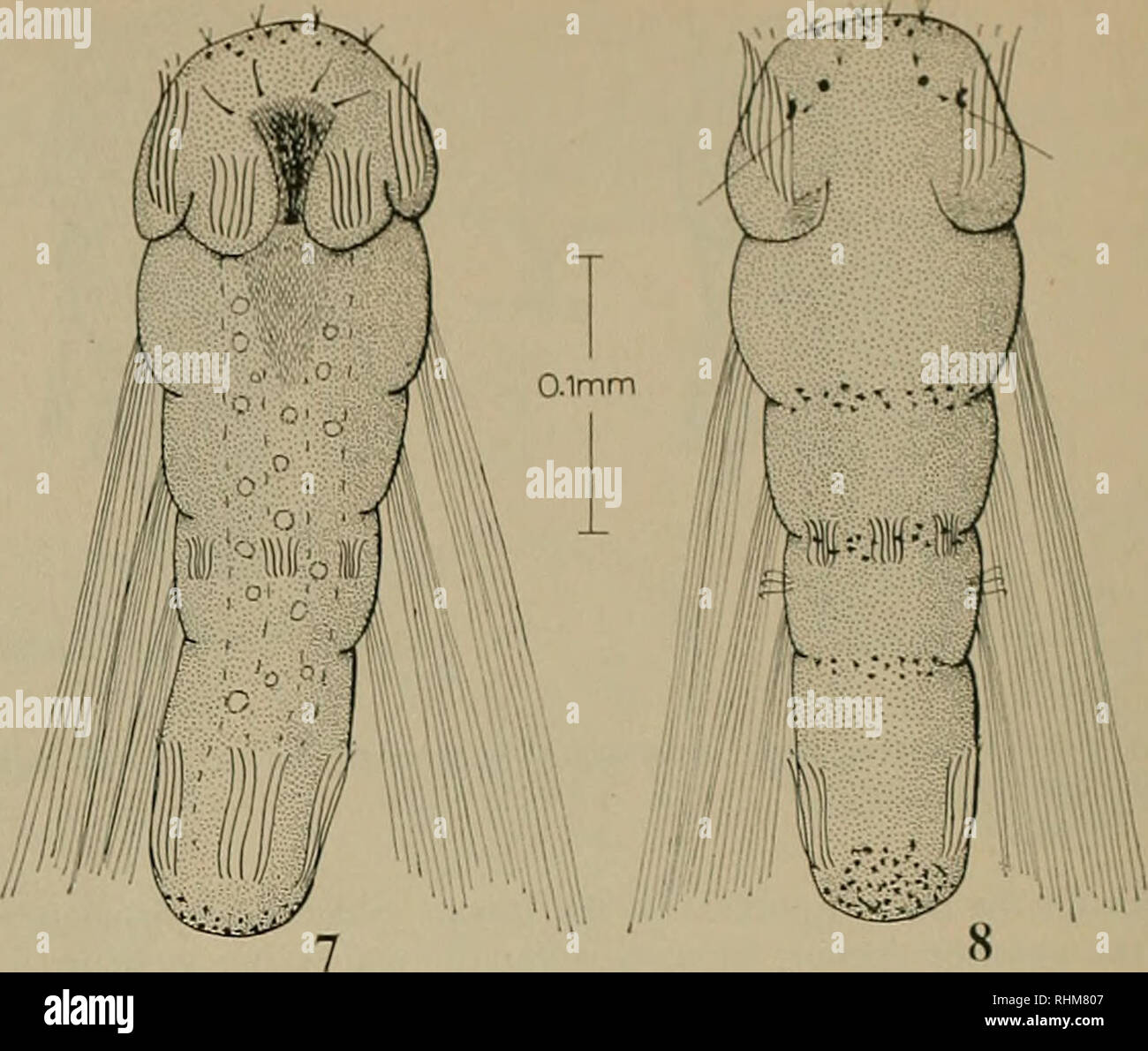 . The Biological bulletin. Biology; Zoology; Marine biology. 24 K. T ...
