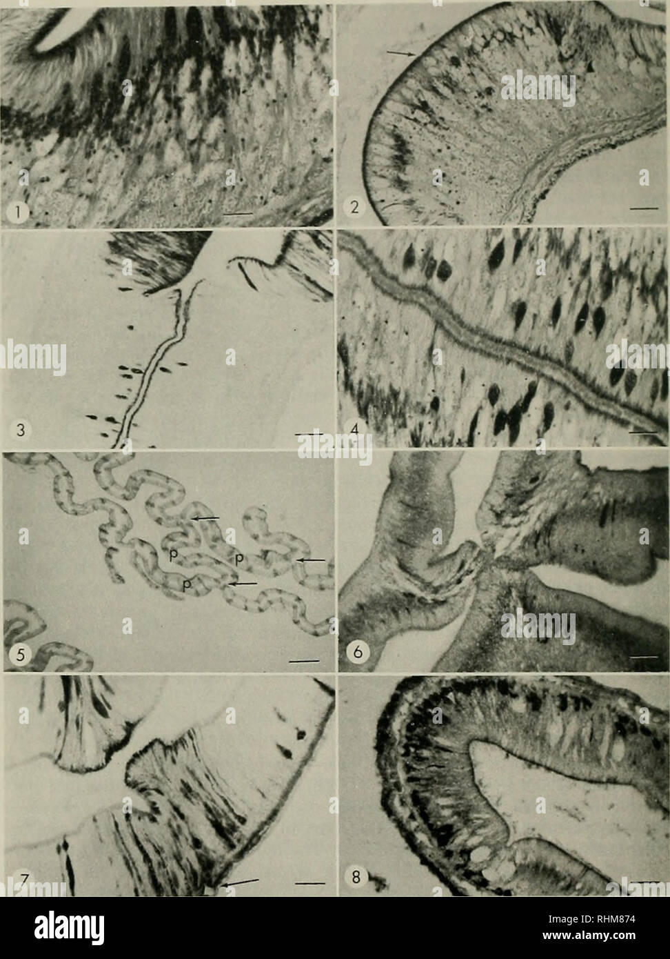 . The Biological bulletin. Biology; Zoology; Marine biology. h IHN ...