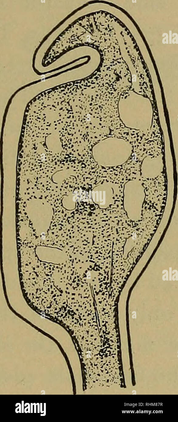 . The Biological bulletin. Biology; Zoology; Marine biology. THE ...