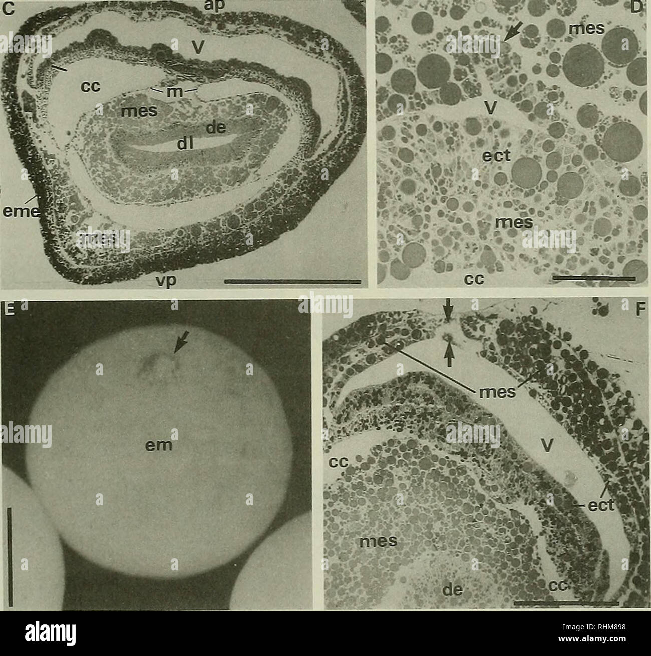 . The Biological bulletin. Biology; Zoology; Marine biology. Figure 8 ...