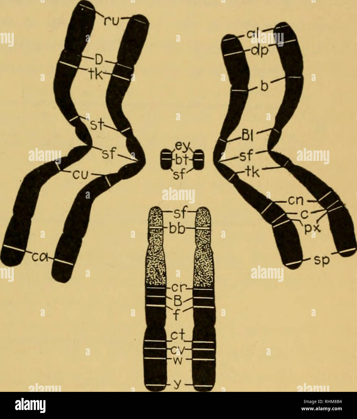 Radiation induced mutations hi-res stock photography and images - Alamy