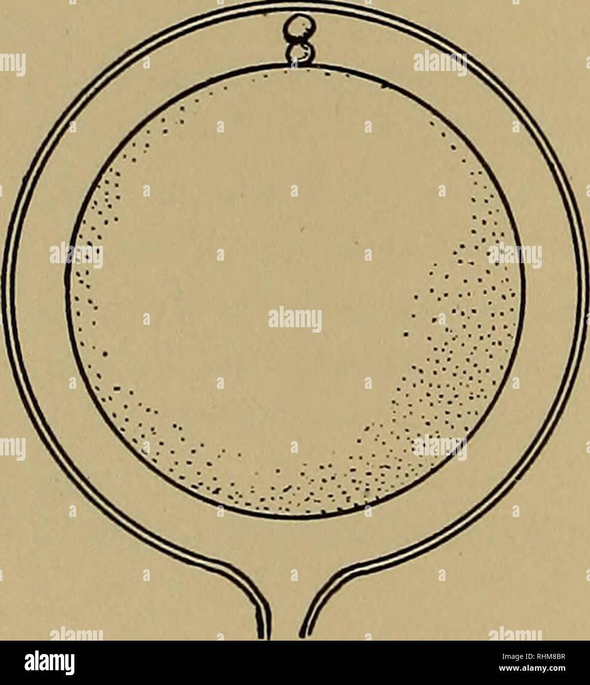 . The Biological bulletin. Biology; Zoology; Marine biology. A NOTE ON ...
