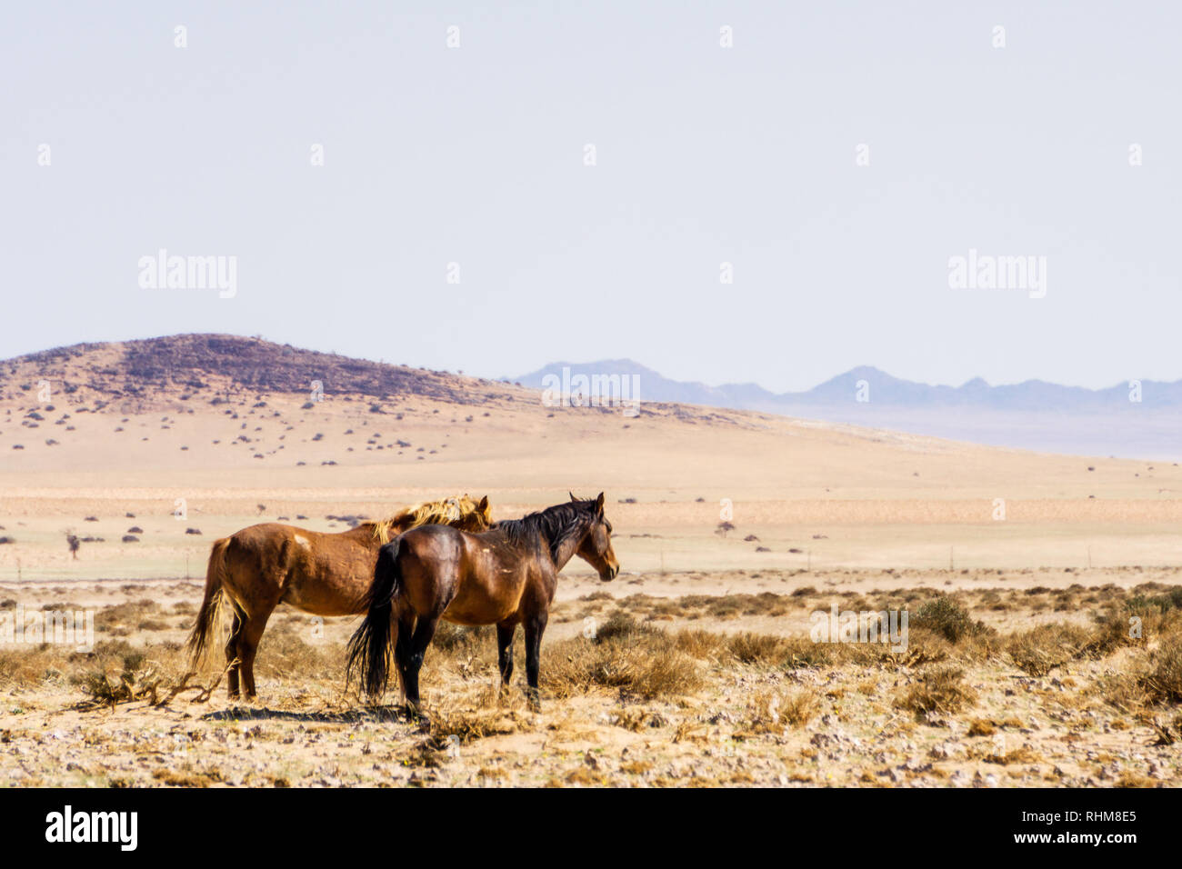 Two wild horses in garub desert. Seen during safari tour at Namibia ...