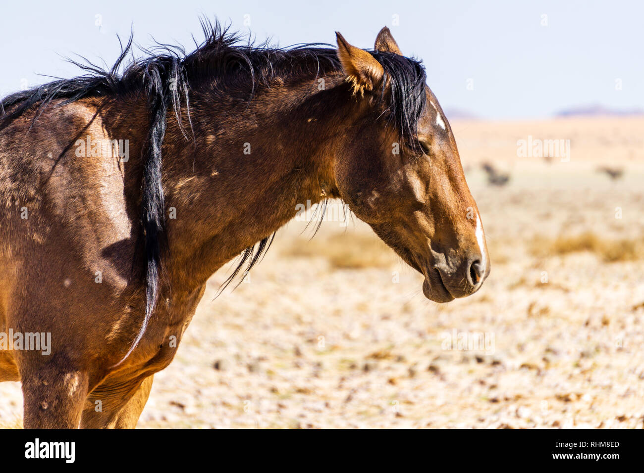 Garub Namib feral horses near Aus, Namibia desert Stock Photo - Alamy