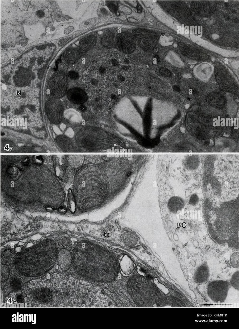 Plasmalemma hi-res stock photography and images - Alamy