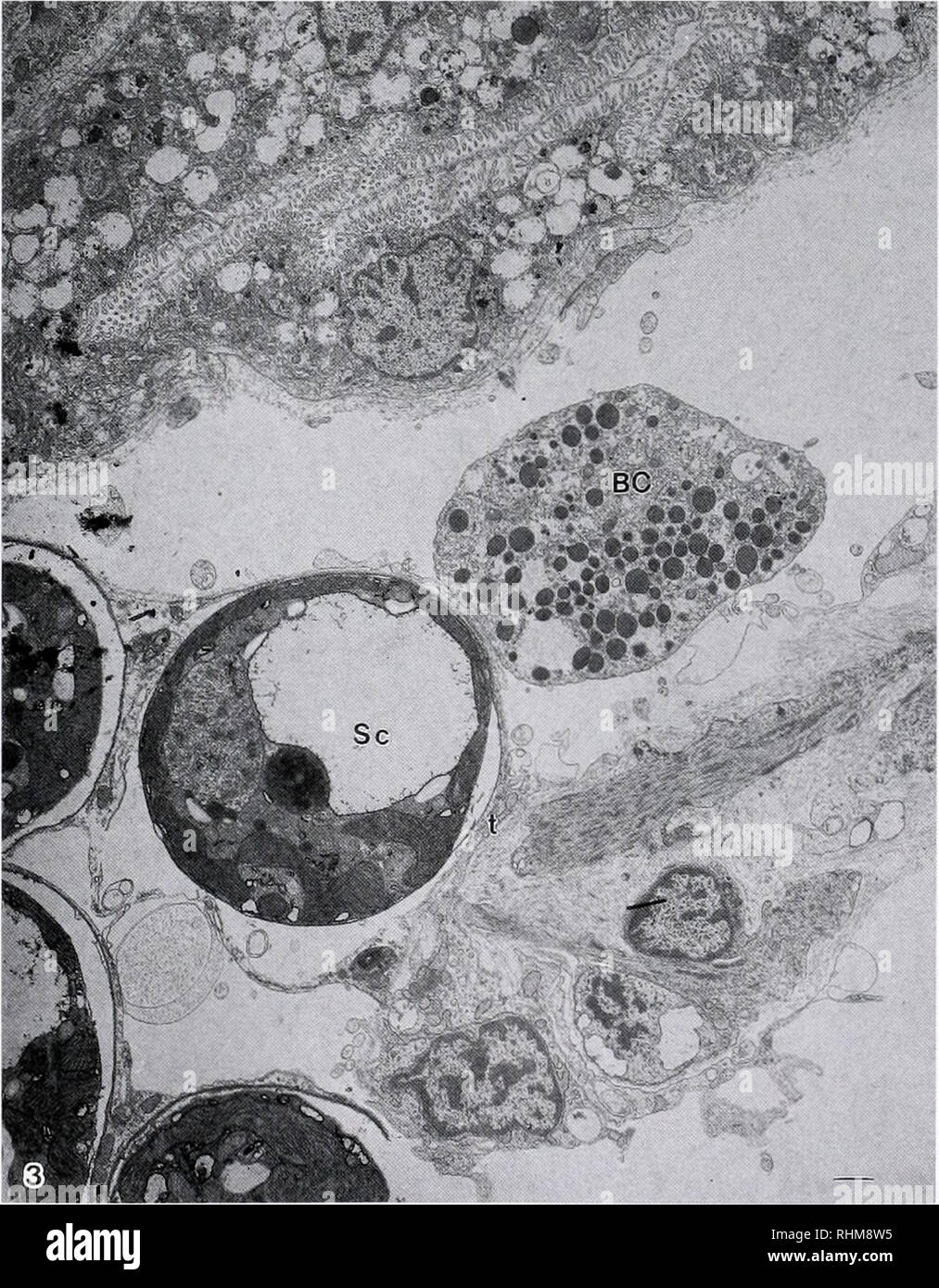 . The Biological bulletin. Biology; Zoology; Biology; Marine Biology ...