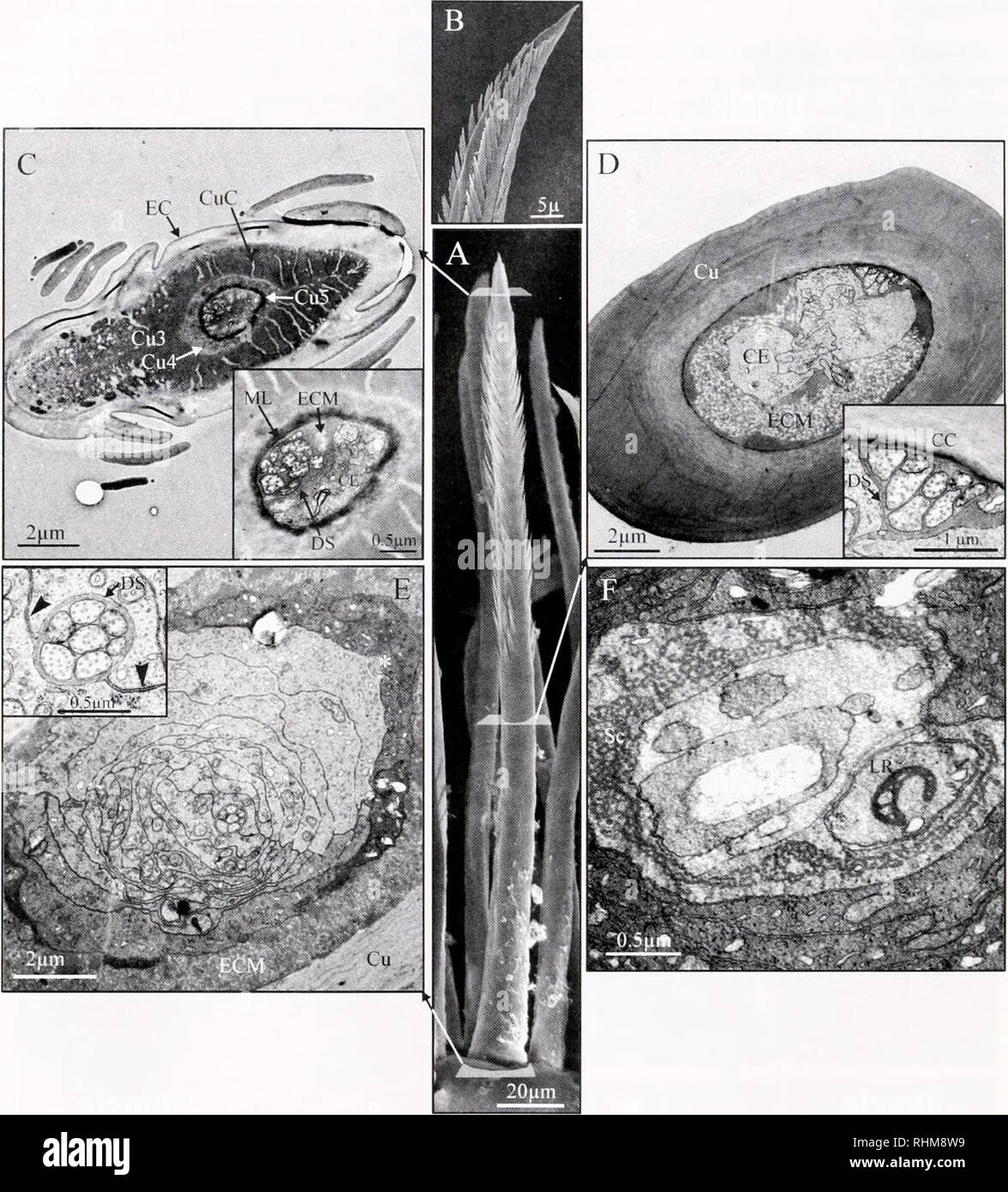 Cilia electron micrograph hi-res stock photography and images - Alamy