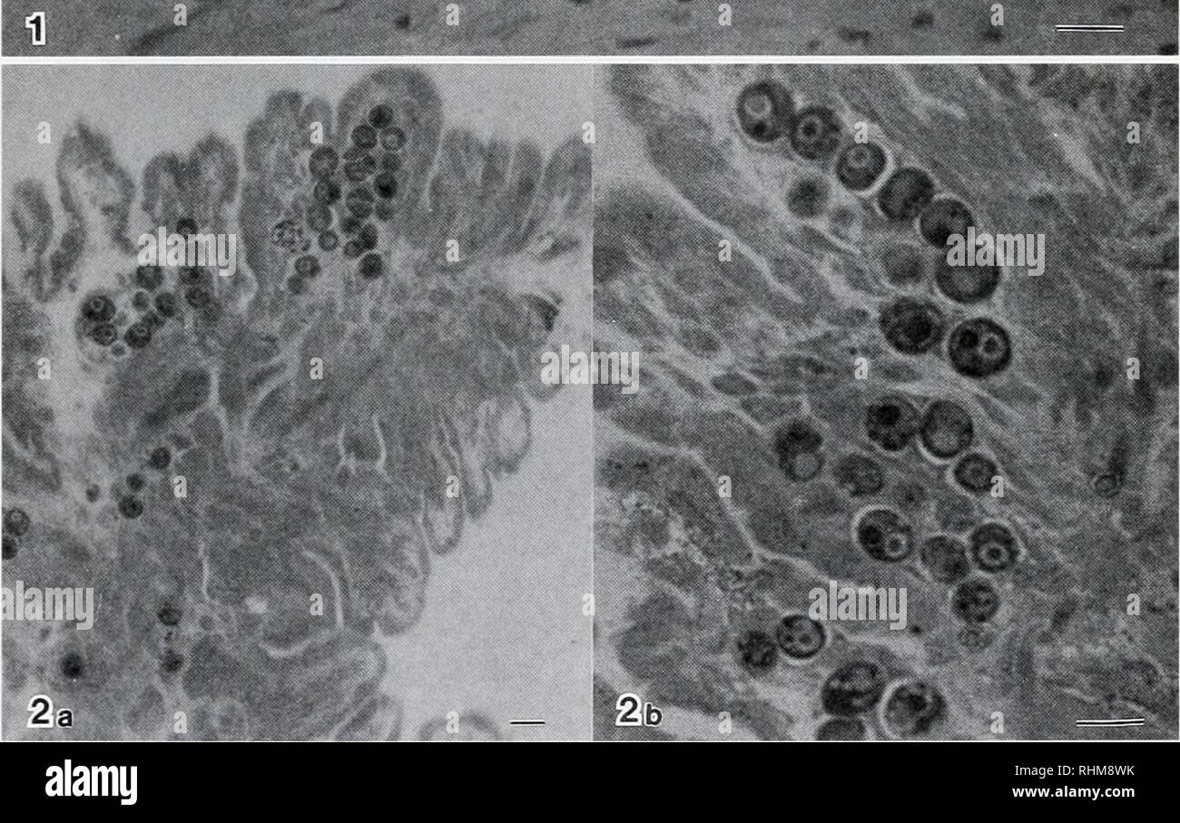 . The Biological bulletin. Biology; Zoology; Biology; Marine Biology ...