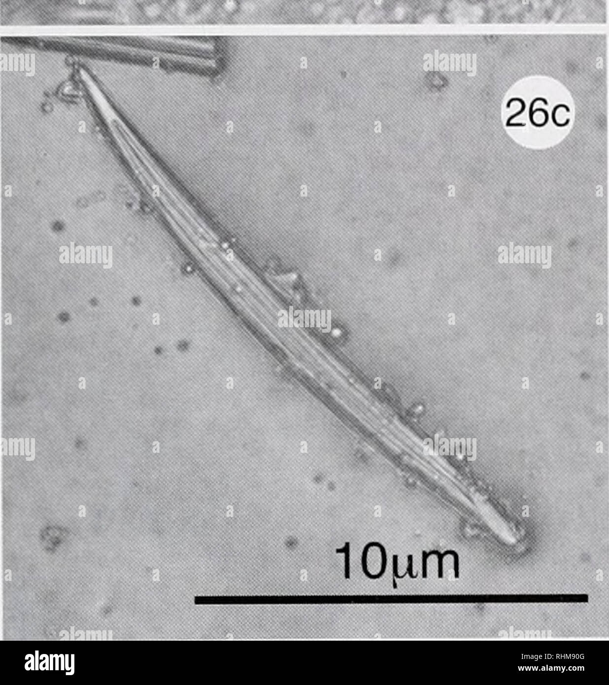 . The Biological bulletin. Biology; Zoology; Biology; Marine Biology ...