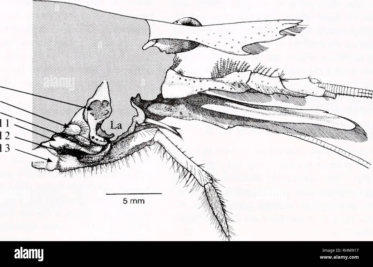 Marine Biologist Drawing
