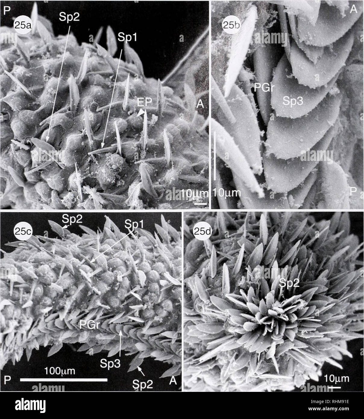 Type 98 25 hi-res stock photography and images - Alamy