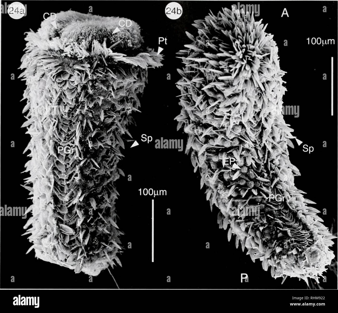 . The Biological bulletin. Biology; Zoology; Biology; Marine Biology ...