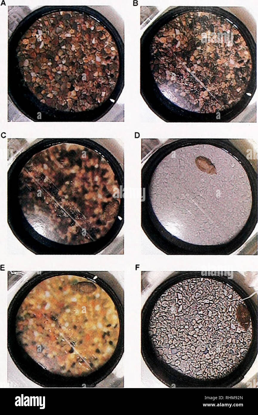 Disruptive coloration hi-res stock photography and images - Alamy