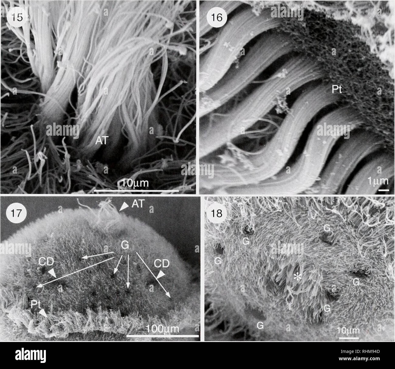 . The Biological bulletin. Biology; Zoology; Biology; Marine Biology ...