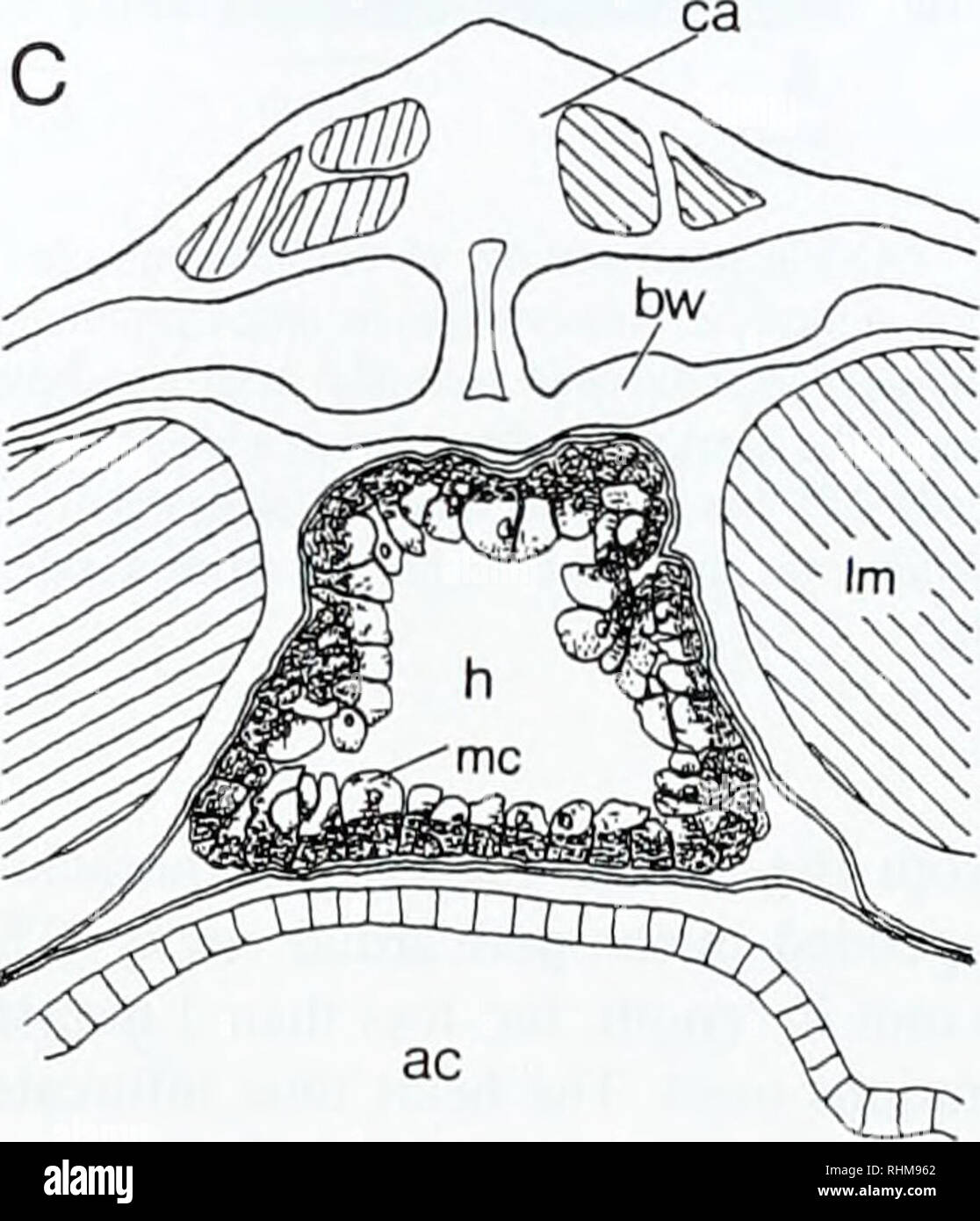 . The Biological bulletin. Biology; Zoology; Biology; Marine Biology ...