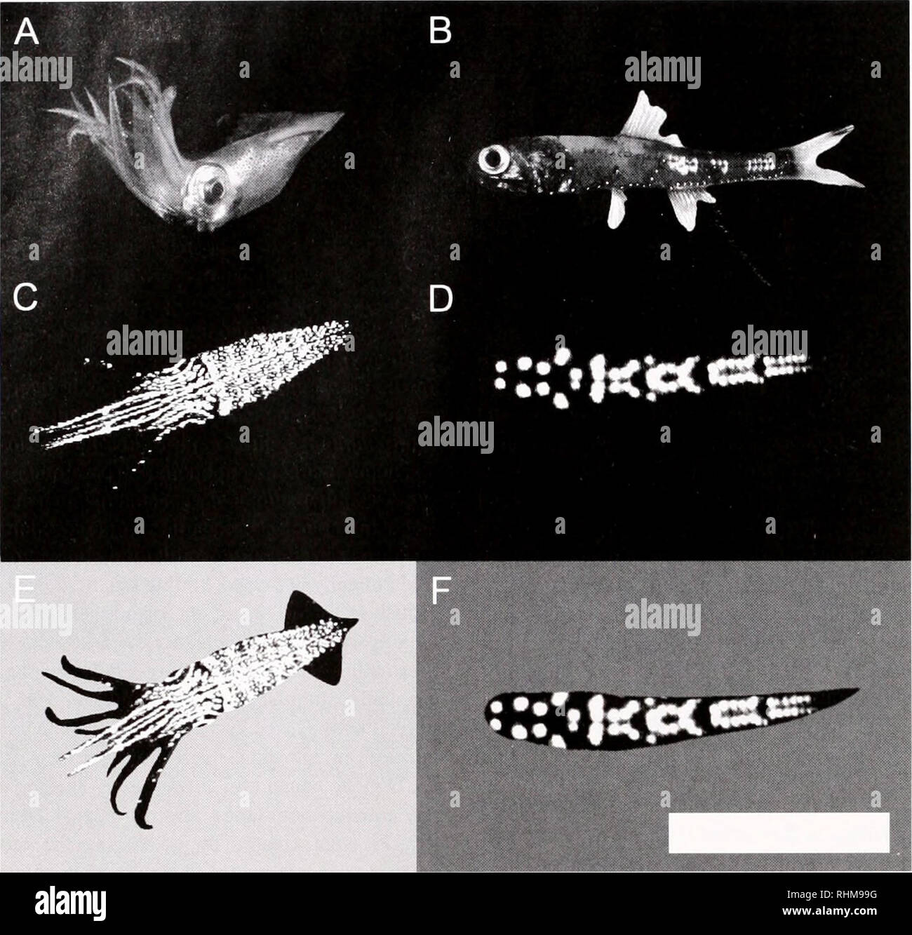 . The Biological bulletin. Biology; Zoology; Biology; Marine Biology. S ...