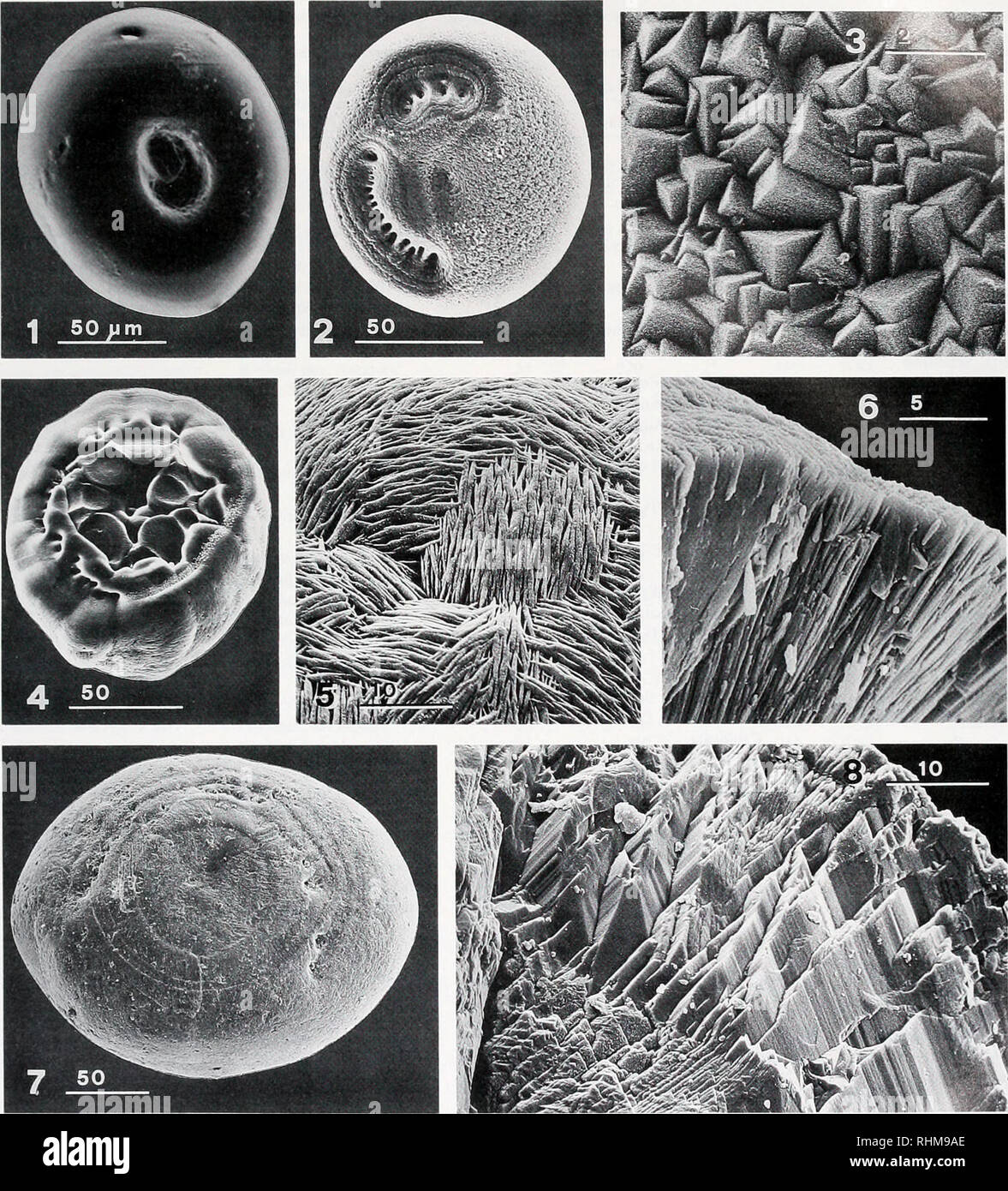 Statoliths hi-res stock photography and images - Alamy