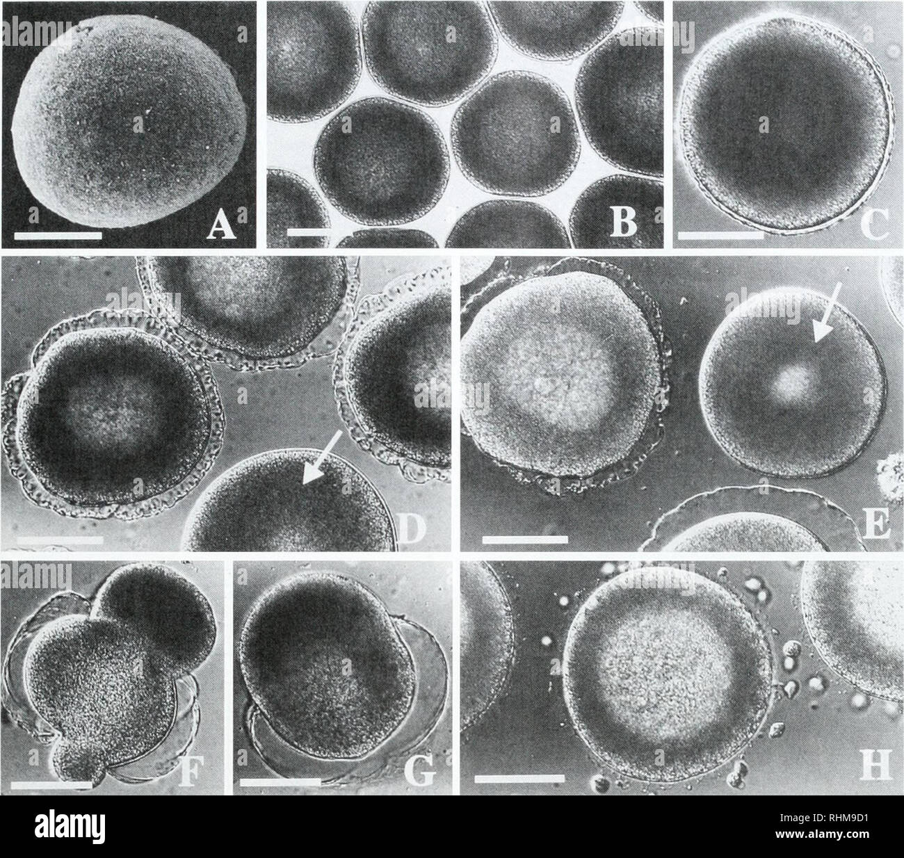 . The Biological bulletin. Biology; Zoology; Biology; Marine Biology ...