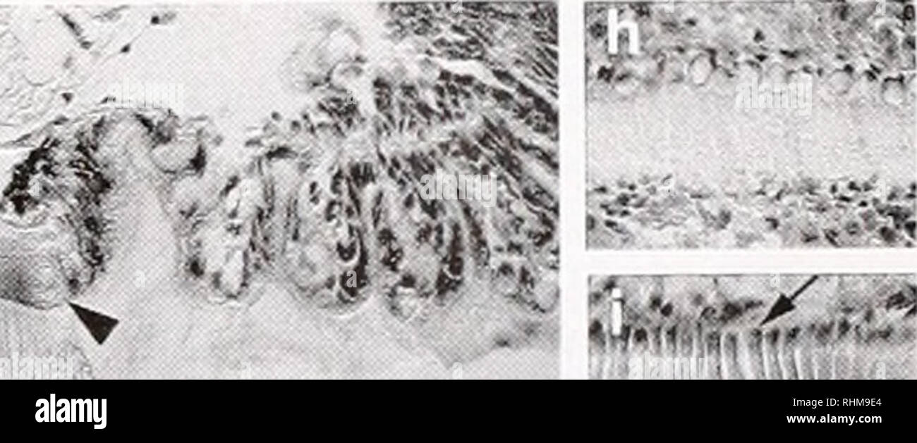 . The Biological bulletin. Biology; Zoology; Biology; Marine Biology. vbv