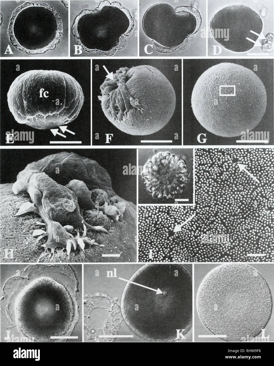 . The Biological bulletin. Biology; Zoology; Biology; Marine Biology ...