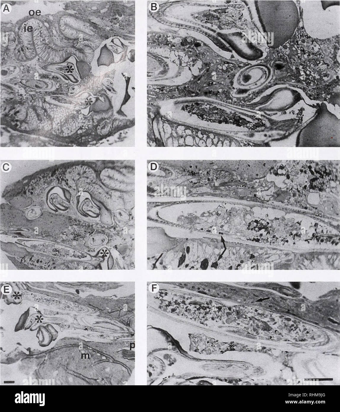 . The Biological bulletin. Biology; Zoology; Biology; Marine Biology ...