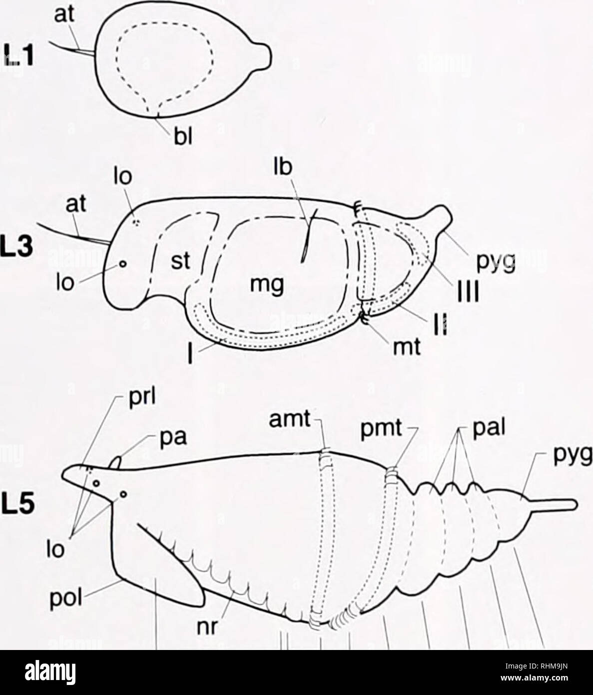 . The Biological bulletin. Biology; Zoology; Biology; Marine Biology ...