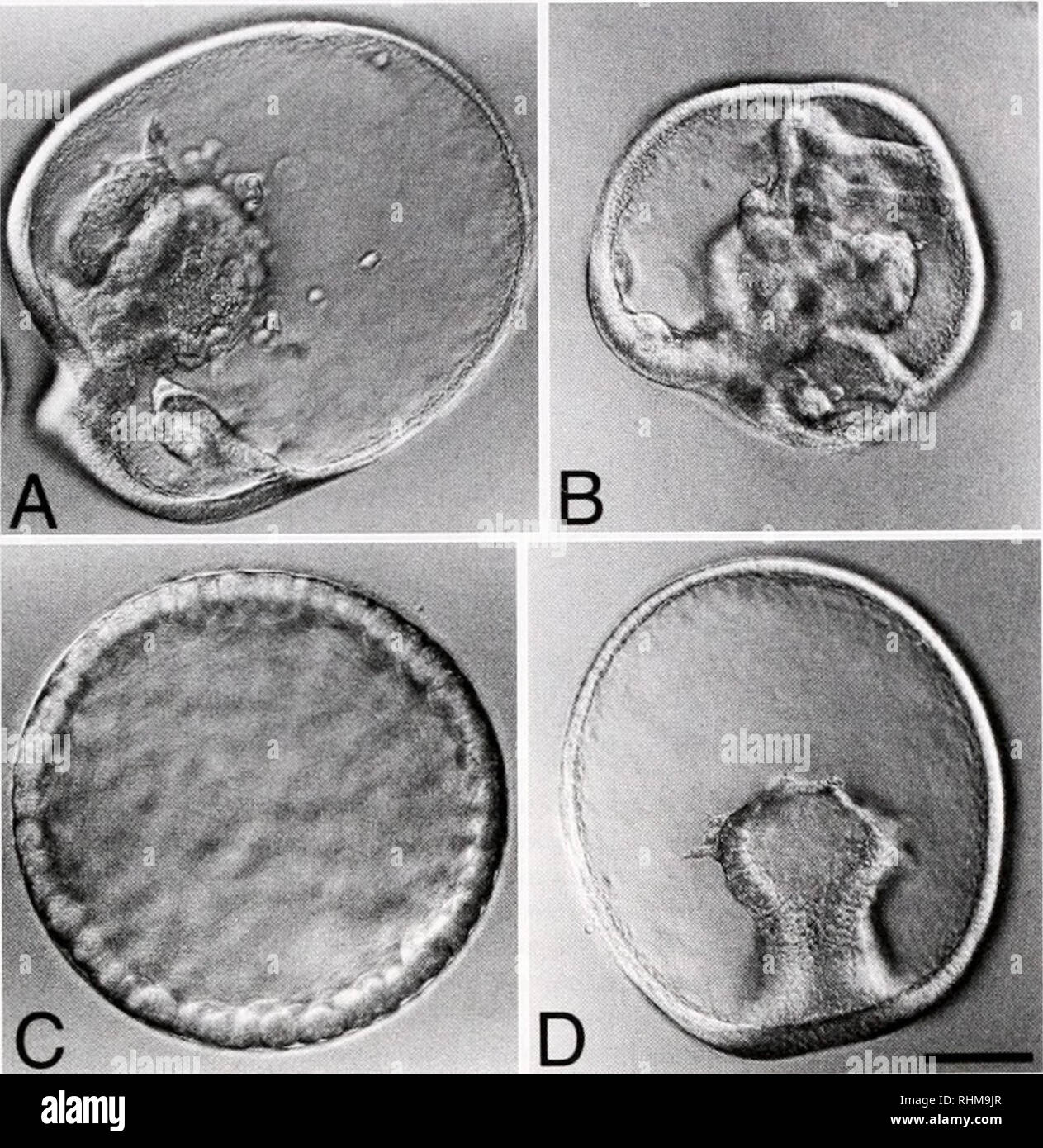 . The Biological bulletin. Biology; Zoology; Biology; Marine Biology ...