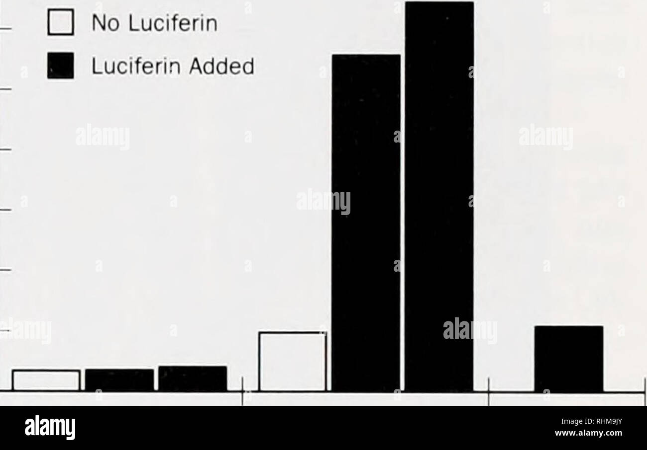 Hormiphora species hi-res stock photography and images - Alamy