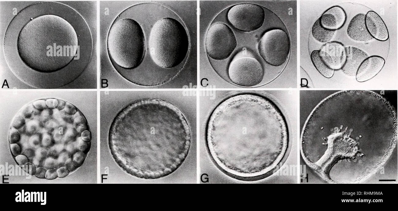 . The Biological bulletin. Biology; Zoology; Biology; Marine Biology ...
