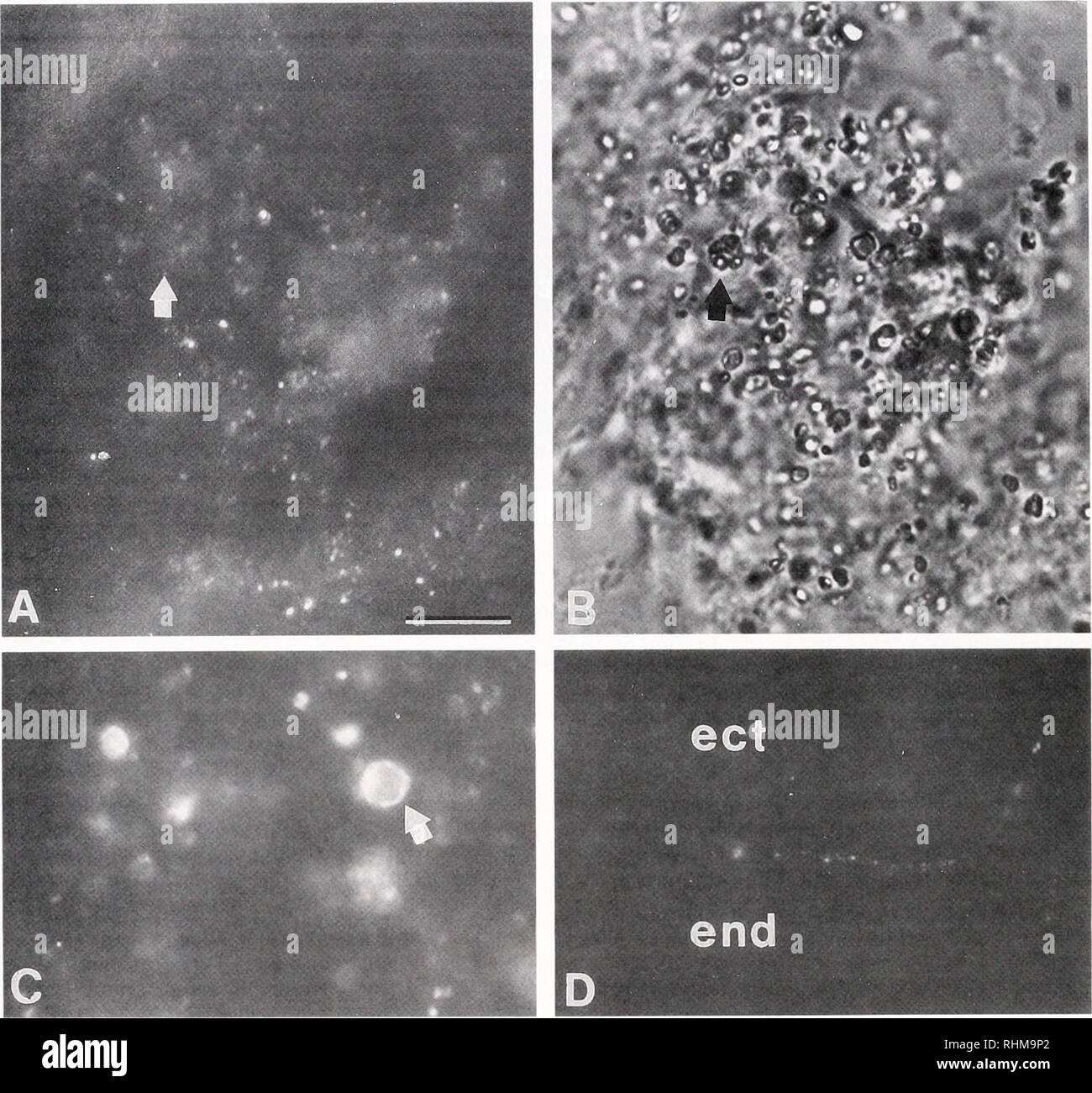 . The Biological bulletin. Biology; Zoology; Biology; Marine Biology ...