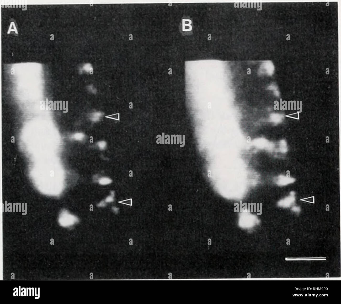 Ccd marine hi-res stock photography and images - Alamy